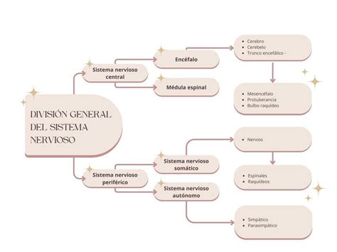 División General Del Sistema Nervioso Sofi Udocz