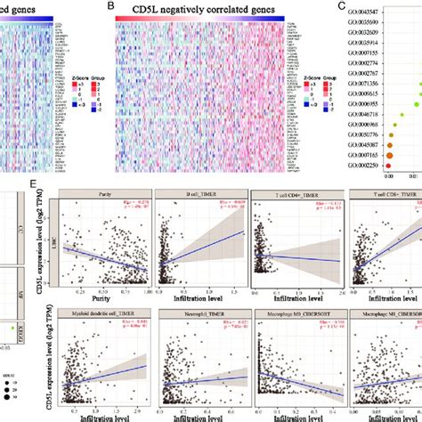 Cd5l Associated Genes And Pathway Enrichment In Lihc A Heatmaps