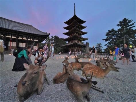 The Reason Why There Are Deer In Nara Park Tabimania Japan