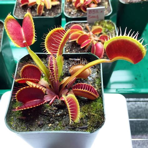 Big Fly Trap Online