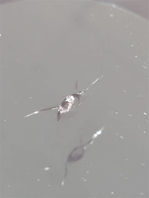 카니발 앞유리에 돌맞아 돌빵 생김포천 금번짐 깨짐 방지 차유리 스톤칩 수리 유리복원 유리용접 길게간금 더이상 금안가게 할수 있어요 네이버 블로그