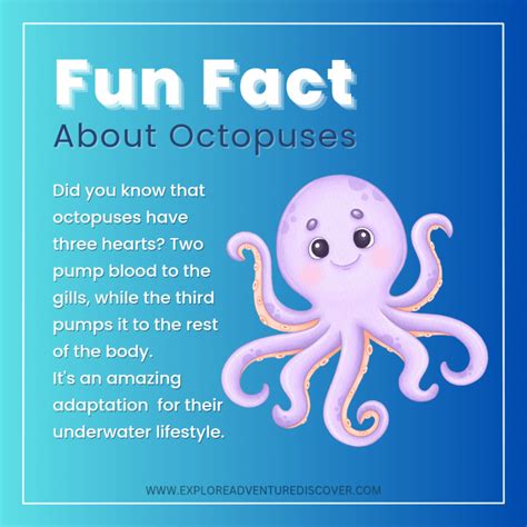 Fun Fact Friday ‘octopuses Trio Of Hearts Explore Adventure