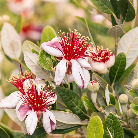 Feijoa Sellowiana Pineapple Guava Western Star Nurseries