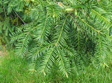 The Phytophactor Todays Laboratory Conifer Identification