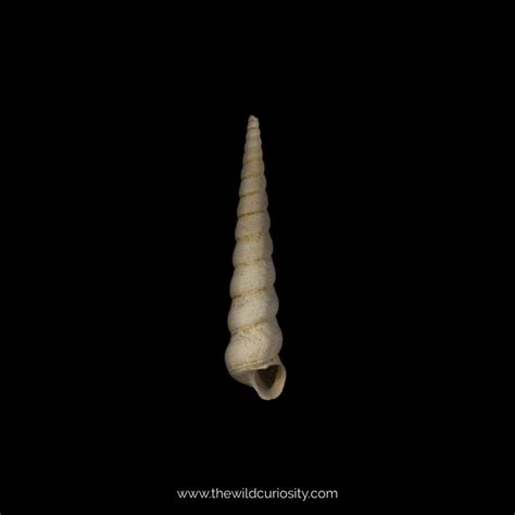 Pcs Fossil Cone Shell Turritella Sulcifera Fossilised Spiral Gastropod Prehistoric