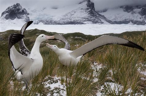Wandering Albatross Bird