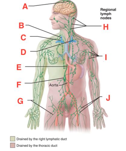 Lymph And Immune Sytem Flashcards Quizlet