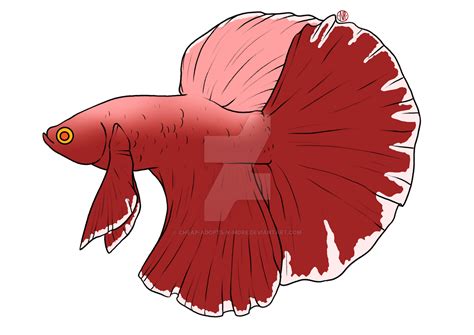 Beta Fish Adopt By Cheap Adopts N More On Deviantart