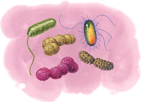 Streptococcus Dysgalactiae Maito Ja Me