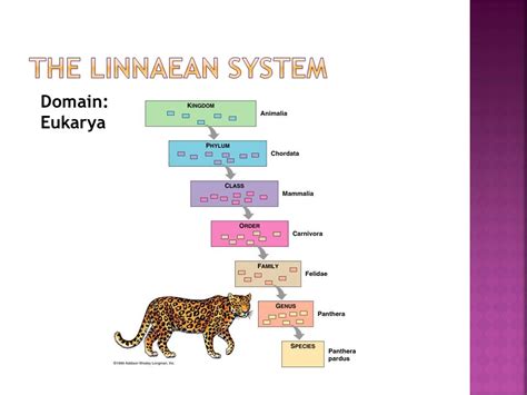 Classification Ppt Video Online Download