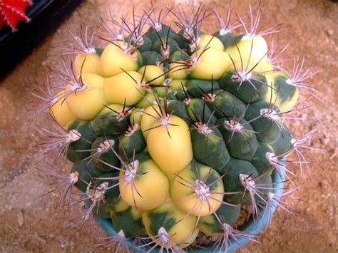 Ähnliches Foto 다육 식물 선인장