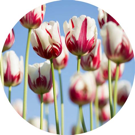 Metabolic Reset Program West End Womens Health