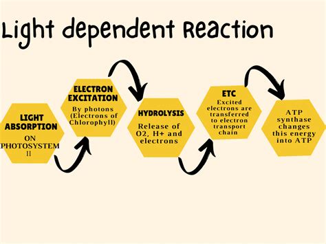 Photosynthesis Light Reaction Steps