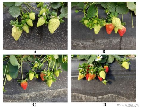基于深度学习的水果检测与识别系统Python界面版YOLOv5实现 思绪无限 博客园