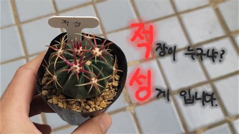 다육이 선인장 적성 분갈이 Youtube