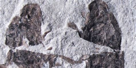 Insect Sex Froghopper Fossil Unearthed In China Shows Prehistoric Bugs