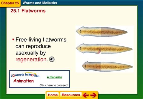 Ppt Chapter 25 Worms And Mollusks Powerpoint Presentation Free