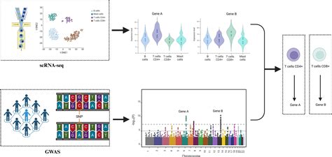 Decoding The Mosaic Of Inflammatory Bowel Disease Illuminating Insights With Single Cell Rna