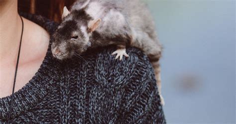 What Are The Symptoms Of Rat Bite Fever