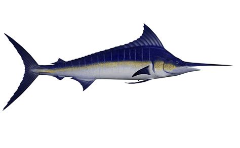 Lespadon Le Poisson à Lépée Plein De Calories Et De Protéines