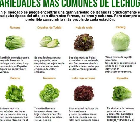 Descubre Los 10 Beneficios Sorprendentes De La Lechuga Para Tu Salud ︎