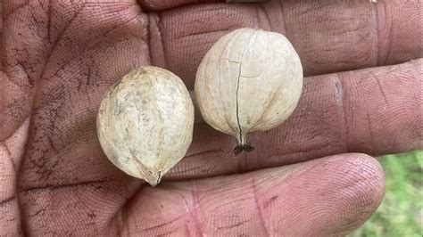 Harvesting Michigan Hickory Nuts Fall 202 Shagbark And Pignut