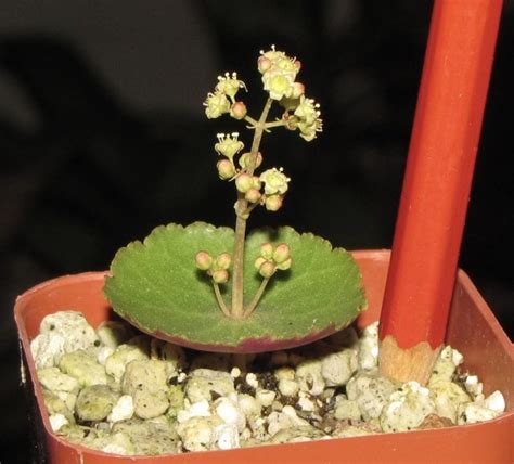 Crassula Pacific Bulb Society