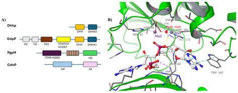 Inhibitors Of Cyclic Dinucleotide Phosphodiesterases And Cyclic
