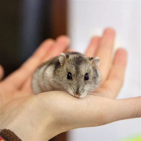 The Most Popular Hamster Breeds Fluffy And Cute Hamster Breeds