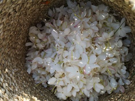 Visiting Jasmine Field With The Perfumer Evaluator Class Perfumery