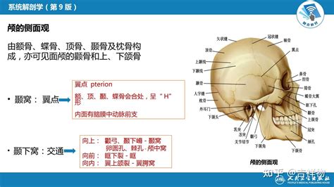 系统解剖学笔记1 颅骨 知乎