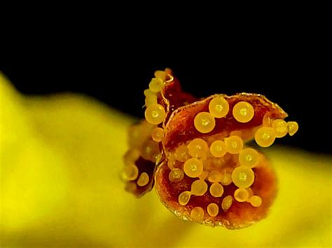 Fossil Pollen Microscopic Windows Into The Planets Geological Past Wildlife Conservation Trust