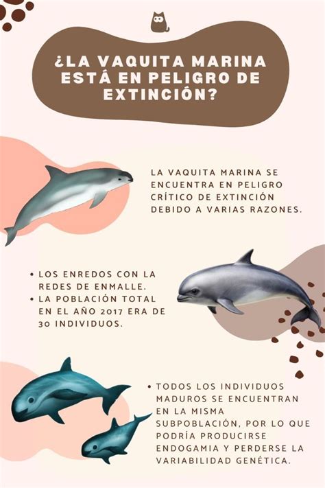 ¿por Qué Está La Vaquita Marina En Peligro De Extinción Causas