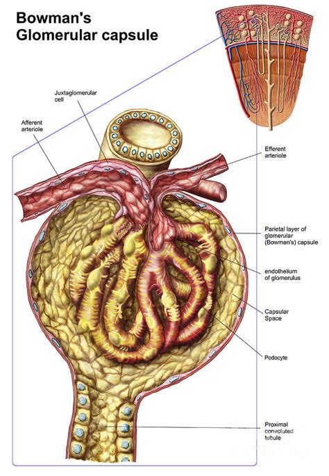 Glomerular Capsule Diagram