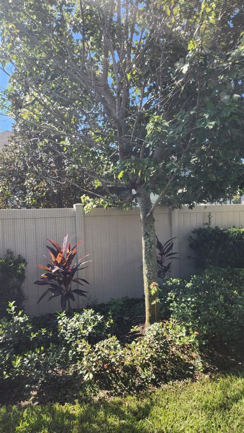 Tree Dying R Arborists