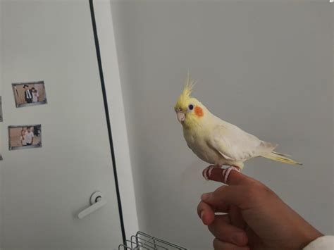 תוכים ובעלי כנף תוקי קיקטייל האכלת יד מדהימה מודעה 1228819