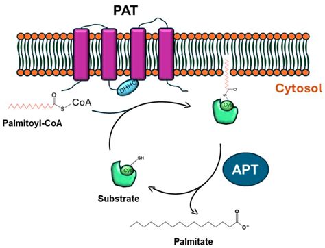 蛋白棕榈酰化验证攻略，速看！ 知乎