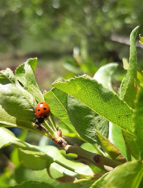 Mrs Ladybug Collection Opensea