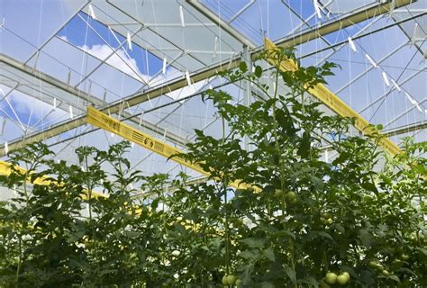 Greenhouse Co2 Application Technology Expands Global Reach Farmtario