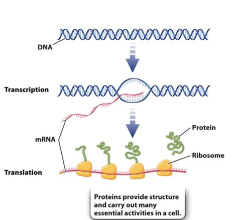 Bac T Unit 2 Transcription Screencast Flashcards Quizlet