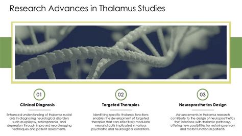 thalamus nuclei functions ppt mockup acp ppt sample