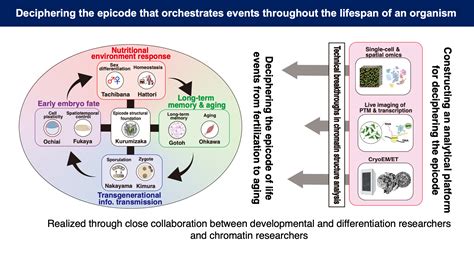 Deciphering The Epicode Of Chromatin Which Controls Cell Fate Decisions In Organisms