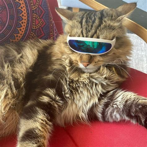 Cute Cat Sunglasses Meme
