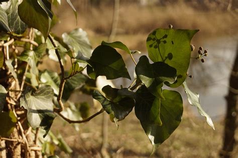 Free Images Tree Nature Forest Branch Blossom Sunlight Leaf
