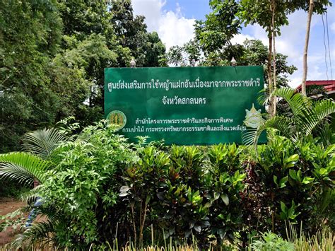 🍃 หญ้าแฝก พืชมหัศจรรย์ Vetiver The Miracle Grass