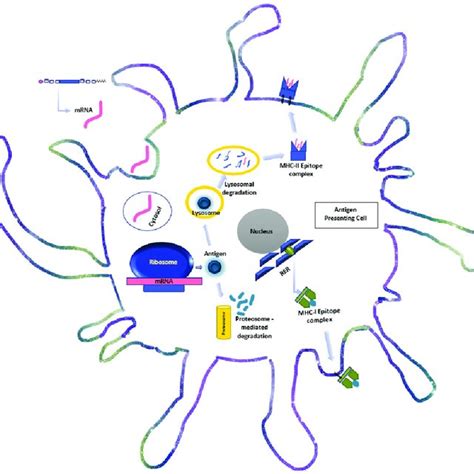Schematic Diagram Of Intracellular Events In Mrna Processing By The Download Scientific Diagram