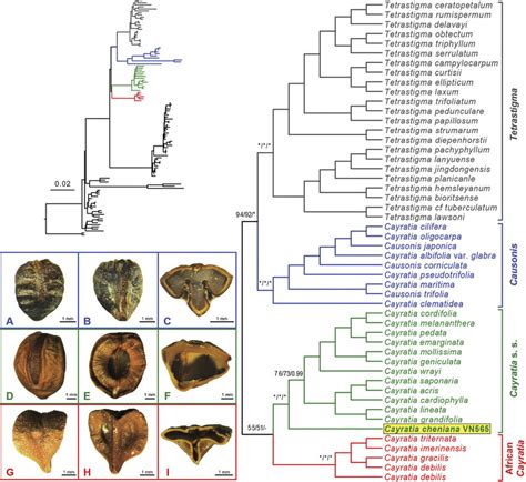 Maximum Likelihood Tree For Vitaceae Based On The Combined Chloroplast