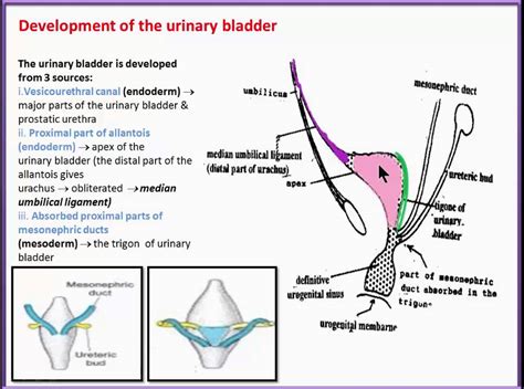 Urogenital System 8 Development Urinary Bladder Youtube