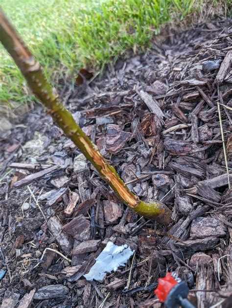 Chestnut Sapling R Permaculture