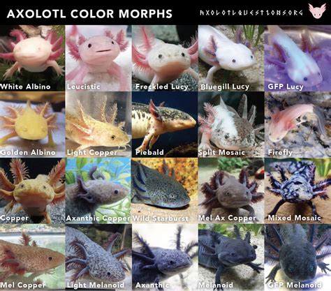Resources Axolotl Questions —